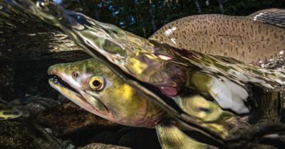 Creature Feature: Pink Salmon - Island Fisherman Magazine